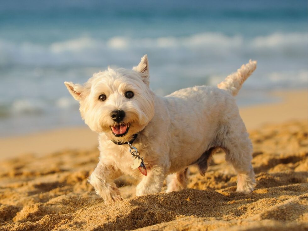 Best Veterinary Hospital In Bothell, WA 98021 | Canyon Park Veterinary ...