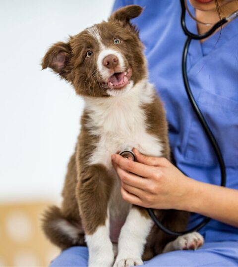 Best Veterinary Hospital In Bothell, WA 98021 | Canyon Park Veterinary ...